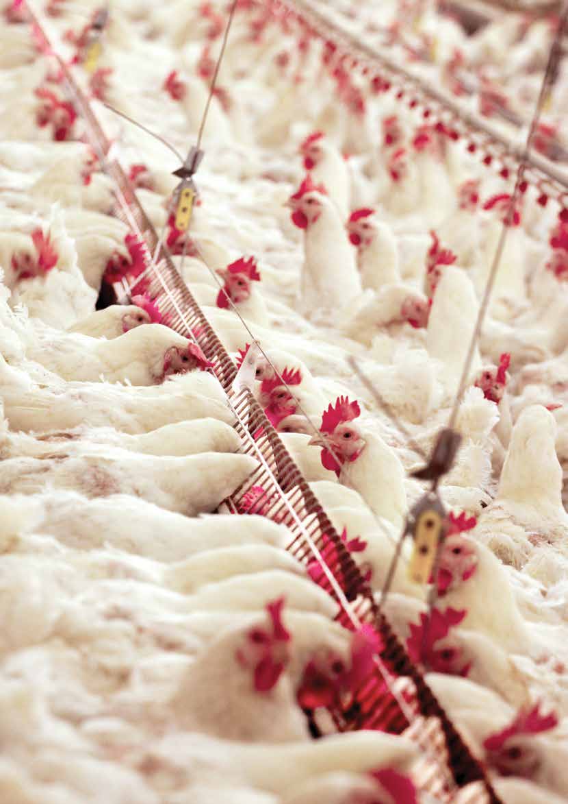 Poultry - Tavsan Europe